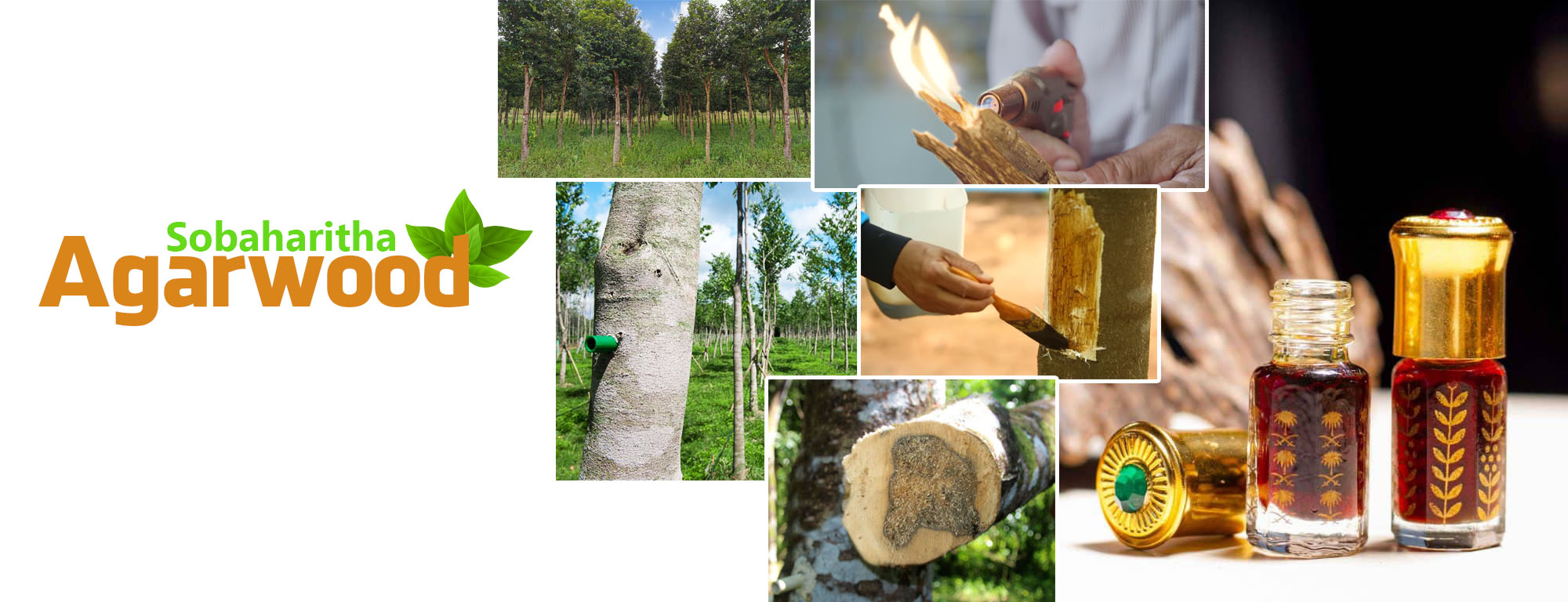 Agarwood – Dulaj Marine